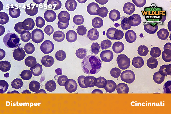 Skunks - AAAC Wildlife