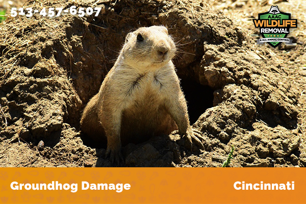 Expert Groundhog Removal Services in Cincinnati