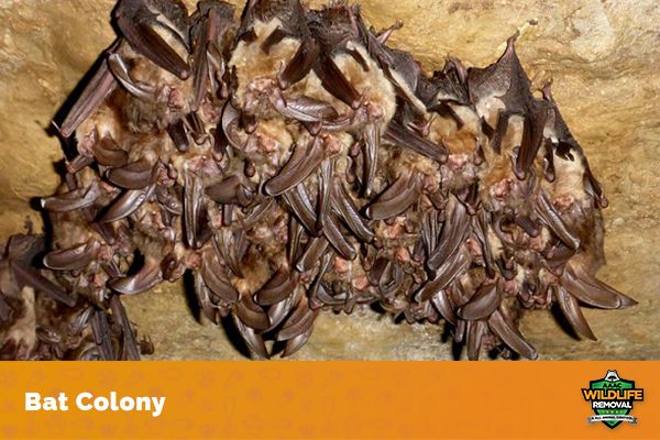 What Animals Eat Bats? Discover Surprising Predators!