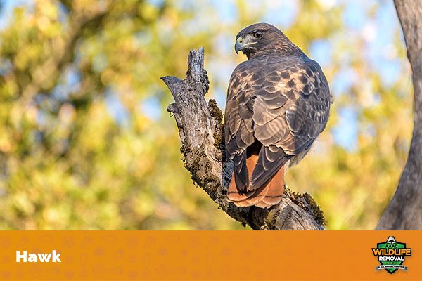 What Animals Eat Bats? Discover Surprising Predators!