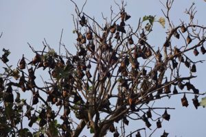 Best Bat Breeding Habits Revealed: Gestation, Mating, & More