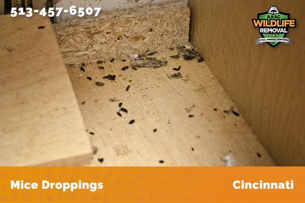 Rodent Control Cincinnati | Rodent Pest Control Rodent Control Cincinnati | Rodent Pest Control