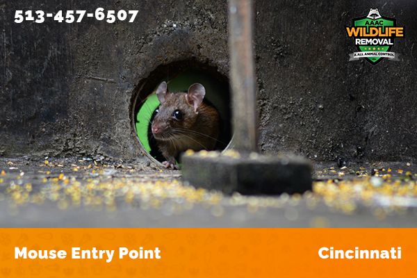 Rodent Control Cincinnati | Rodent Pest Control