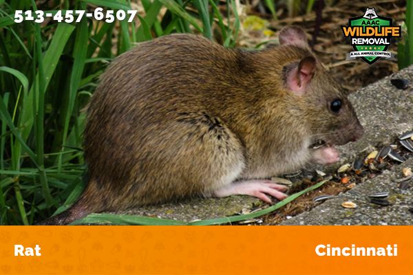 Rodent Control Cincinnati | Rodent Pest Control Rodent Control Cincinnati | Rodent Pest Control