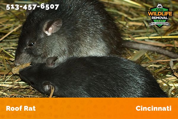 Rodent Control Cincinnati | Rodent Pest Control Rodent Control Cincinnati | Rodent Pest Control